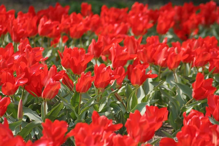 10 Types of Red Tulips to Brighten Your Garden - A-Z Animals