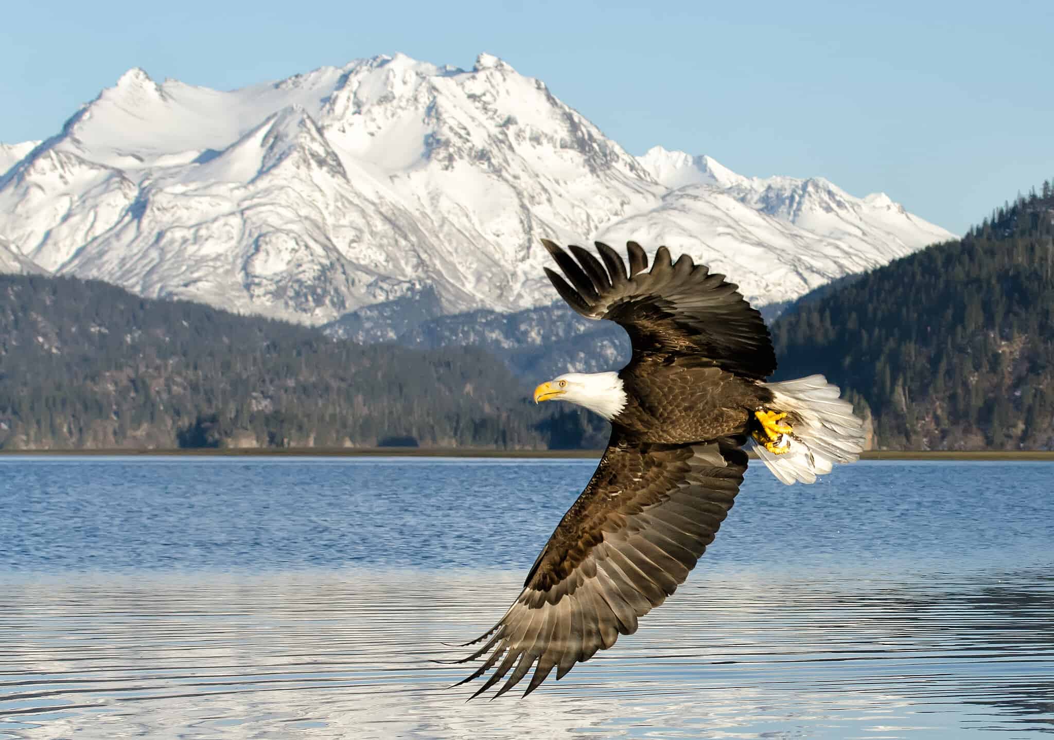 Baby Eagles: 6 Amazing Facts & 6 Eaglet Pictures! - A-Z Animals