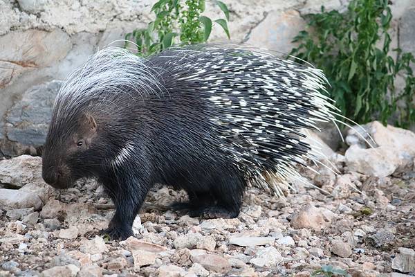 Porcupine Habitat: Discover the Most Common States and Regions Where ...
