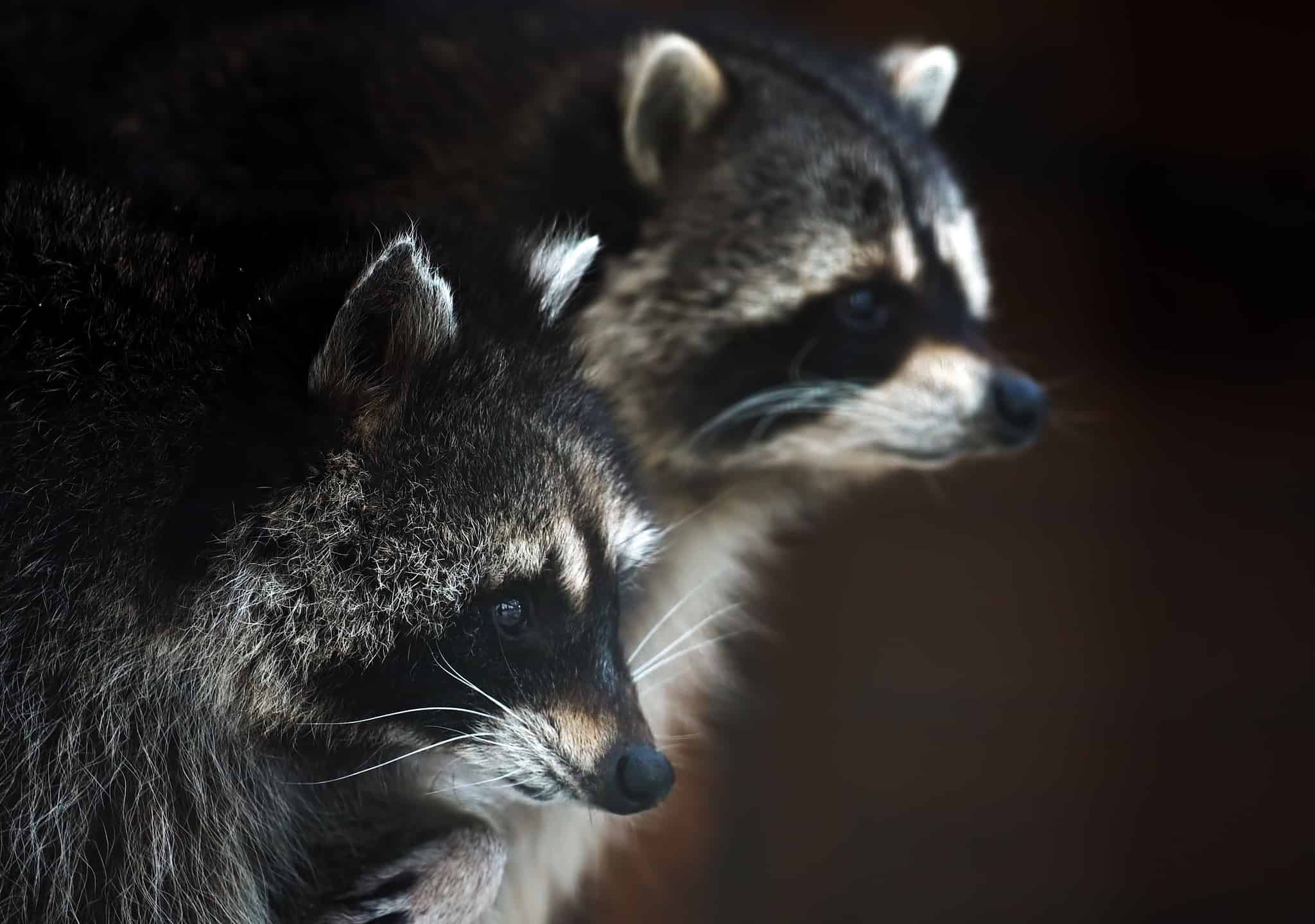 10 Sounds Raccoons Make and What Each Means - A-Z Animals