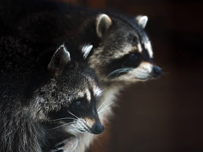 10 Sounds Raccoons Make and What Each Means - A-Z Animals