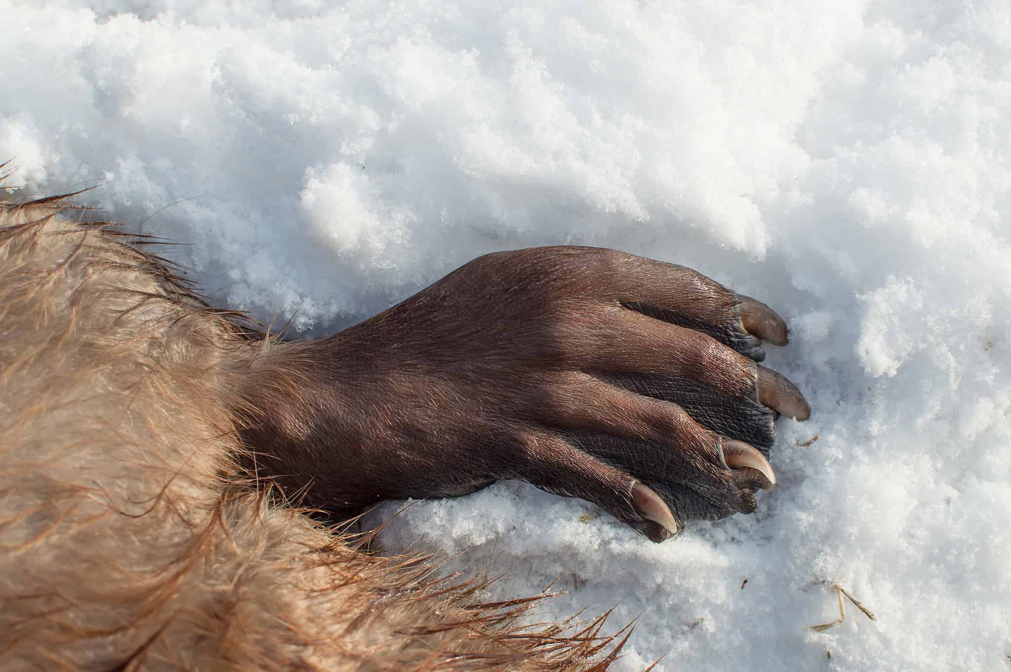 Beaver Tracks: Identification Guide for Snow, Mud, and More - A-Z Animals
