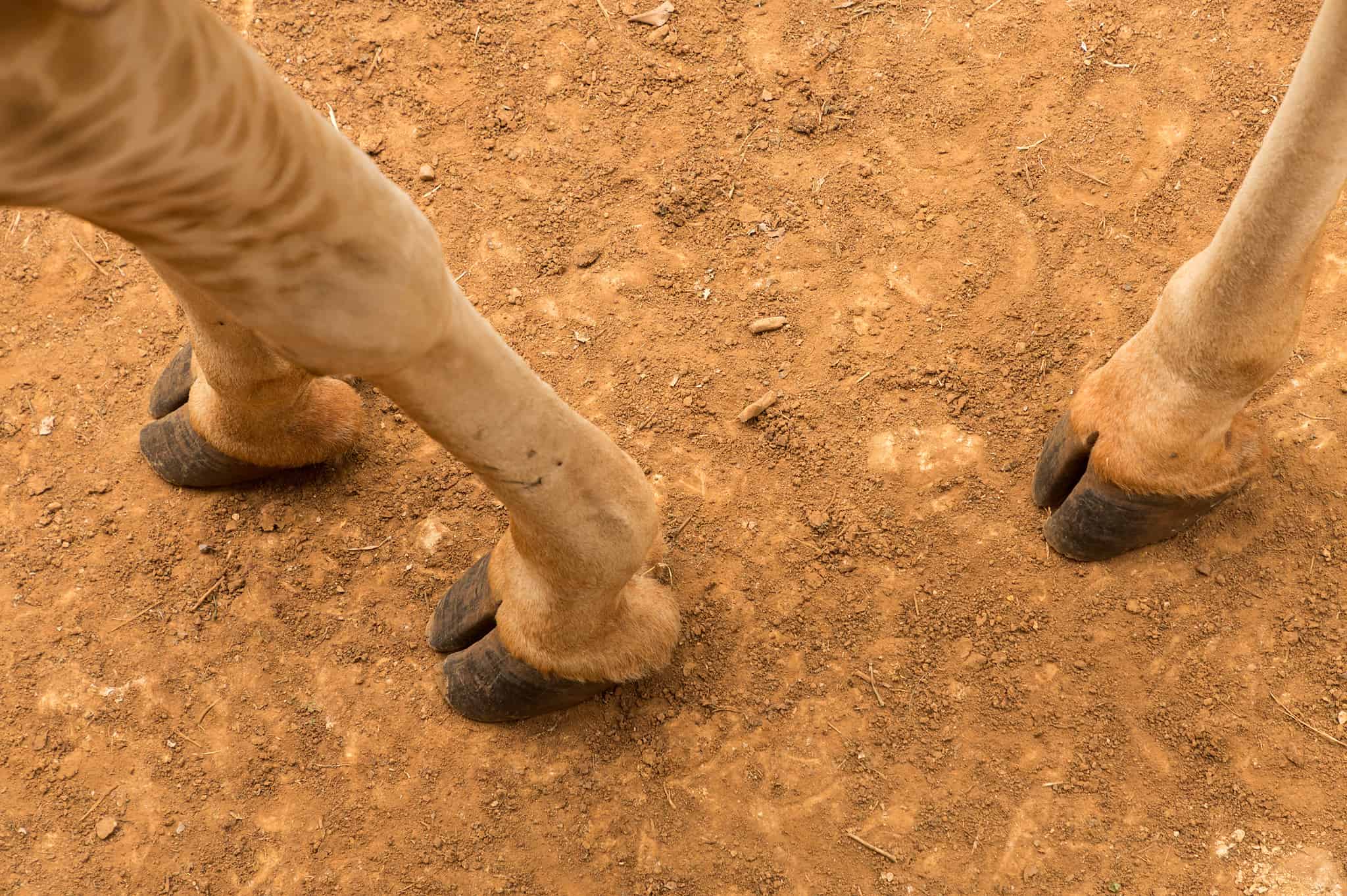 Cloven hoofed A Z Animals Cloven hoofed A Z Animals