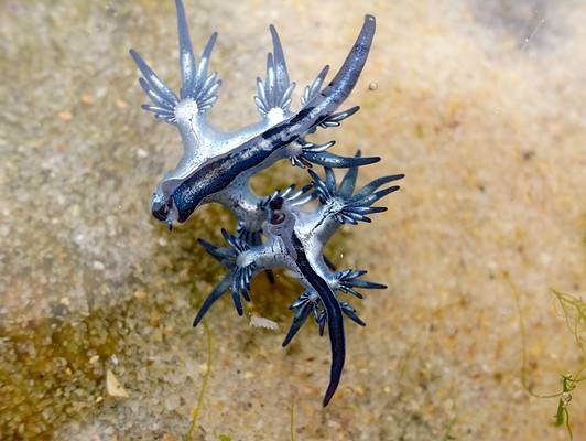 Blue Dragon Sea Slug Animal Facts - Glaucus atlanticus - A-Z Animals