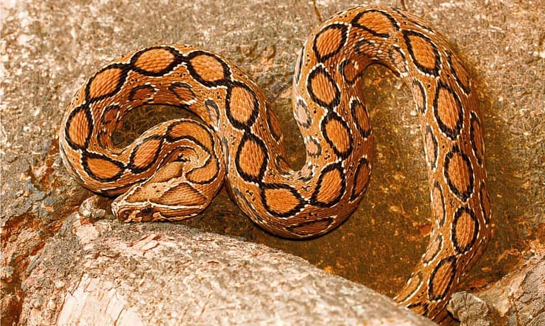 Russel’s Viper Animal Facts - Daboia russelii - A-Z Animals