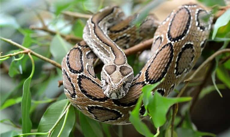 Russel’s Viper Animal Facts - Daboia russelii - A-Z Animals