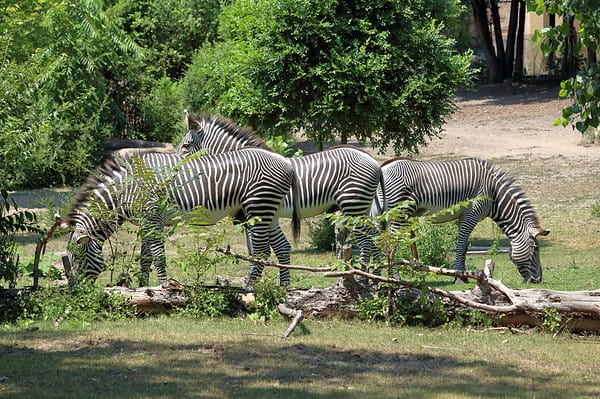 Discover The 4 Best Zoos In Michigan (And The Ideal Time To Visit Each ...