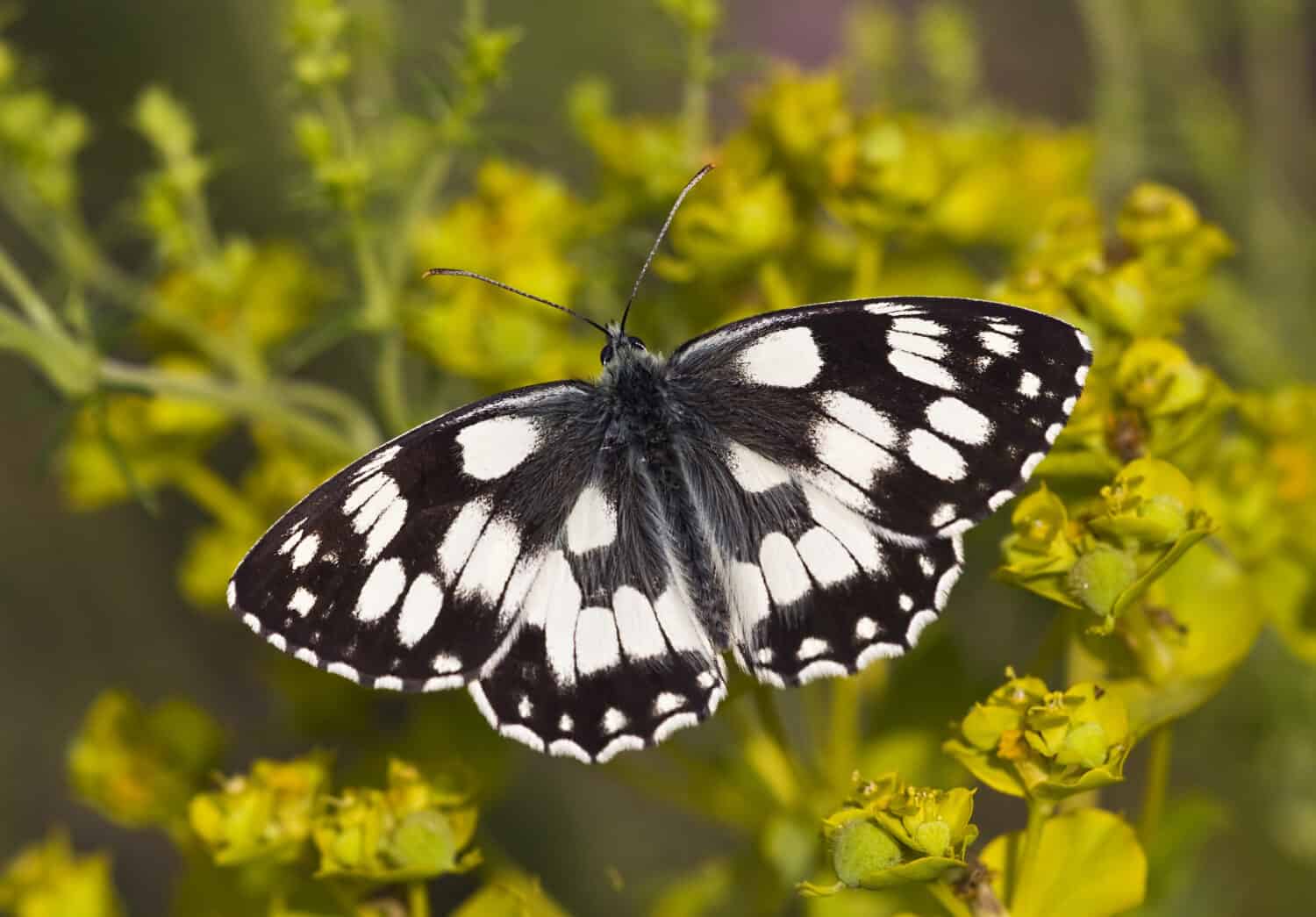 Black And White Butterfly Identification How To Identify White Black And White Butterfly Identification How To Identify White