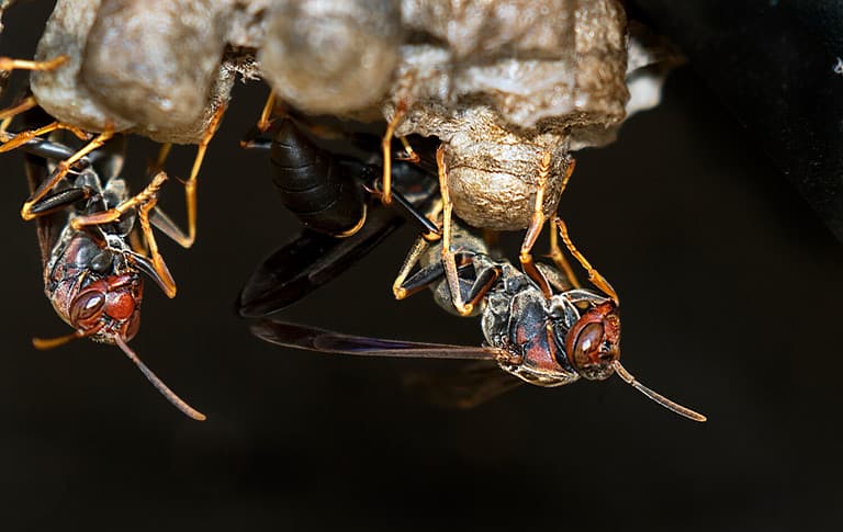 Yellow and Black Wasp: What Could It Be? - A-Z Animals