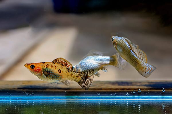 Molly Fish Lifespan: How Long Do Mollies Live? - A-Z Animals