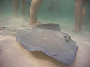 Discover the 13 Most Dangerous Animals Swimming in Hawaii's Oceans - A ...