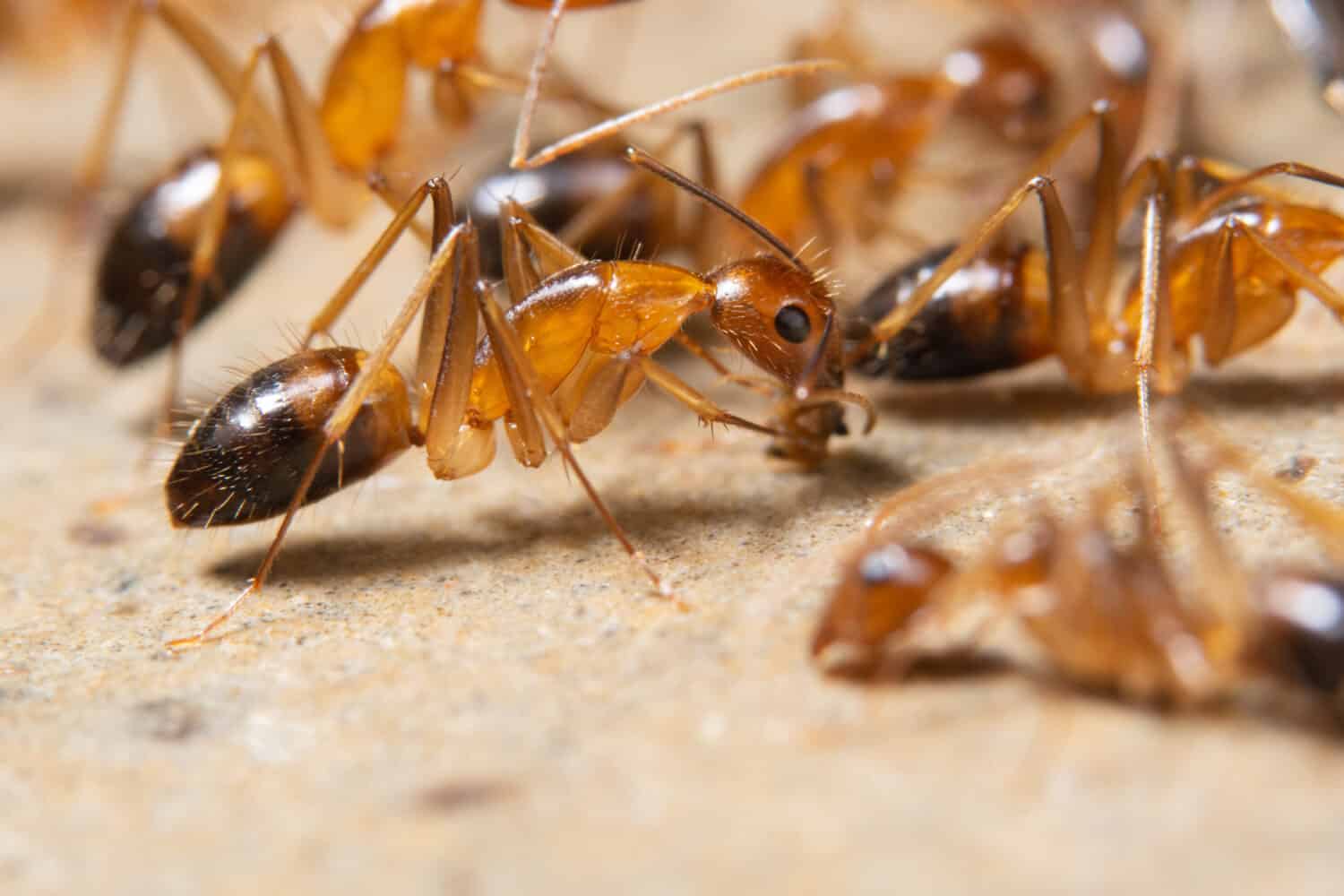 Discover the 5 Types of Ants Set to Emerge in Louisiana This Summer - A ...