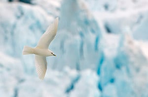 The Beauty of White Birds: 15 Different Types and Their Stunning ...