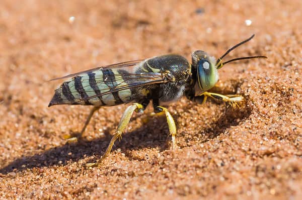 A Look at 10 Types of Wasps and Their Roles in the Ecosystem - A-Z Animals