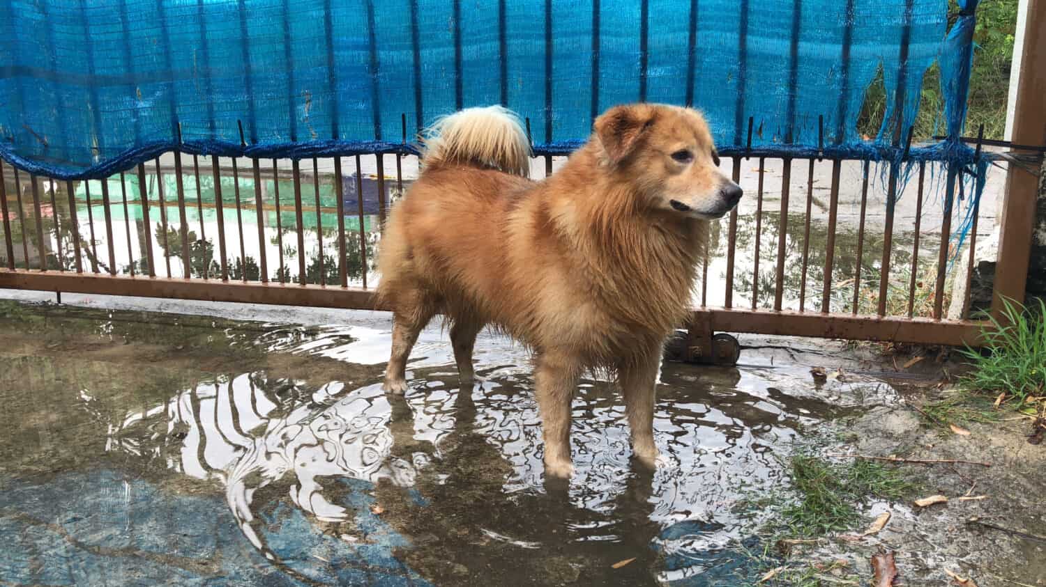 9 Types of Bacterial Infections in Dogs - A-Z Animals