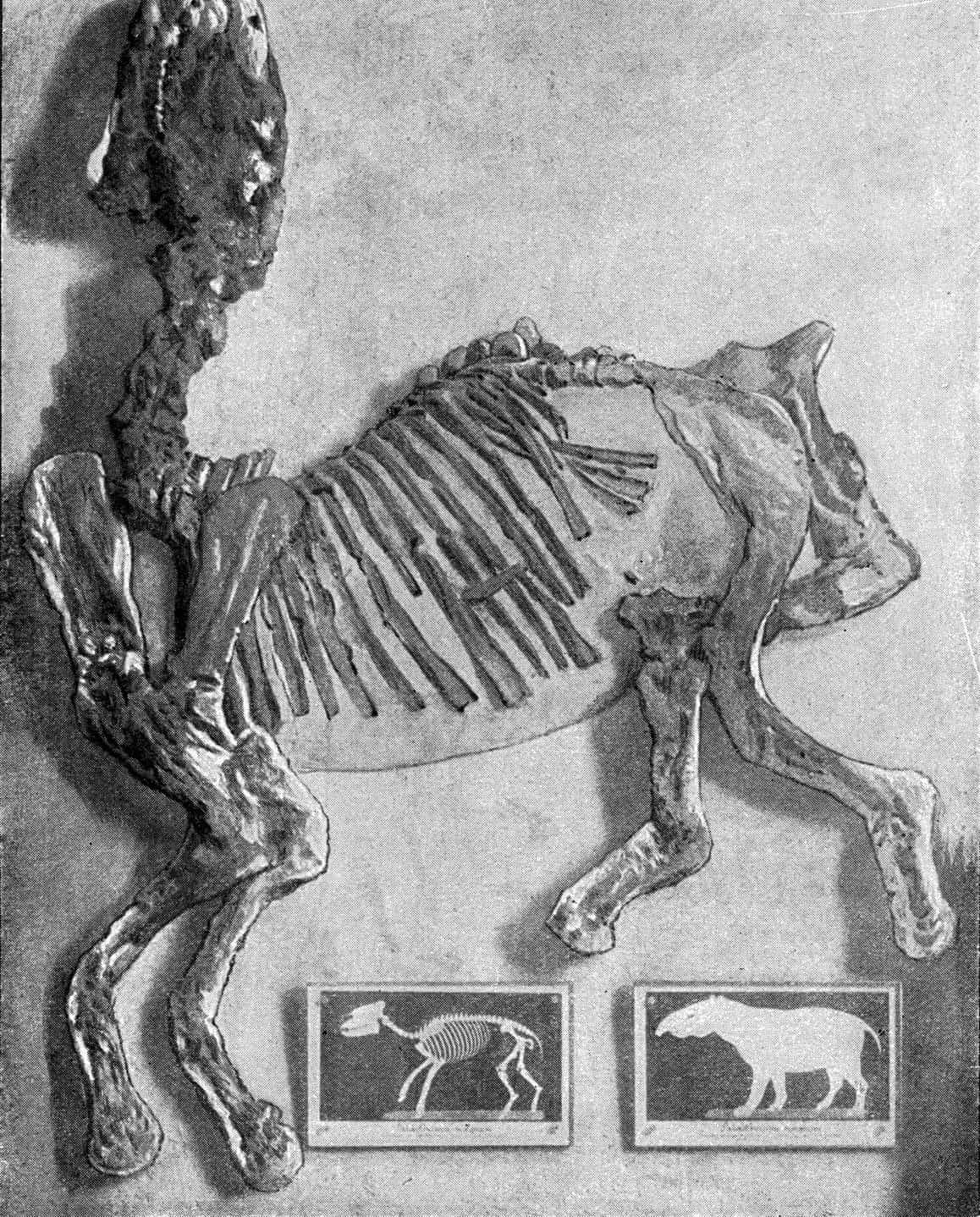 Meet All 12 Animals in the Ice Age Movie - A-Z Animals