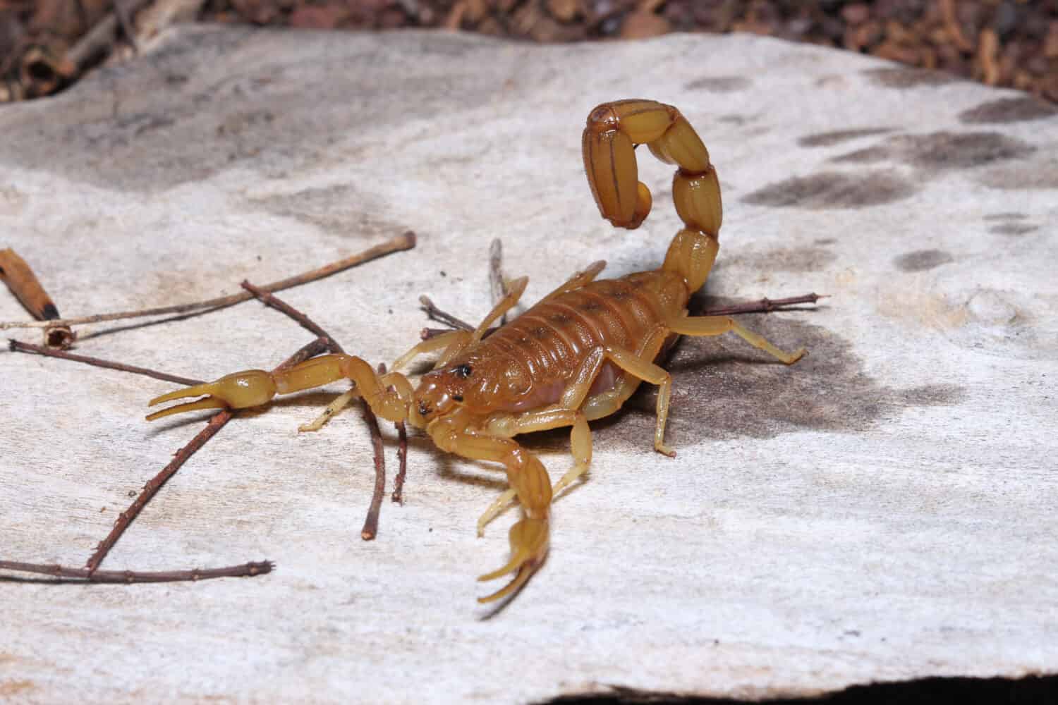 15 Deadly Types Of Scorpions - A-Z Animals