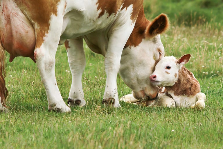 These 27 Wildlife Moms and Babies Will Warm Your Heart - A-Z Animals