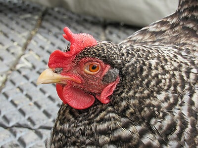 What Are the Red Things on a Chicken's Head? Proper Names and Why They ...