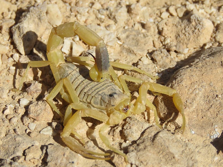 Discover Why a Single Gallon of This Scorpion’s Venom Sells for $39 ...