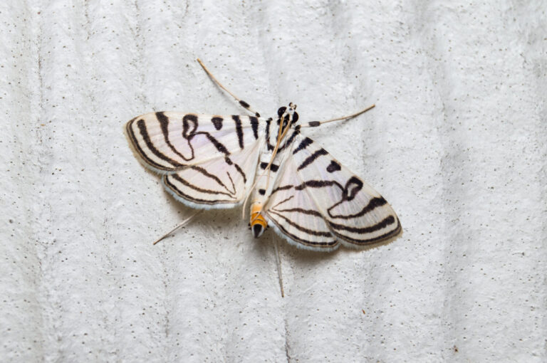 Black and White Moth: What Kind Is It? - A-Z Animals