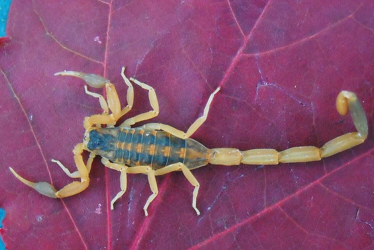 Beware of These Deadly Scorpions That Lurk Under Rocks - A-Z Animals