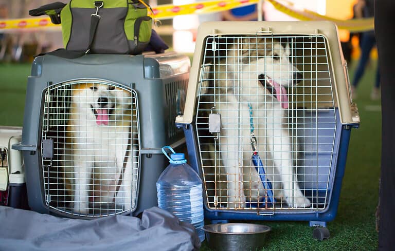 The Safest Way to Travel With Your Pets - A-Z Animals