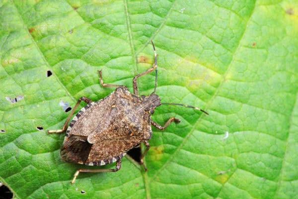 Smelliest Animals in the United States - A-Z Animals