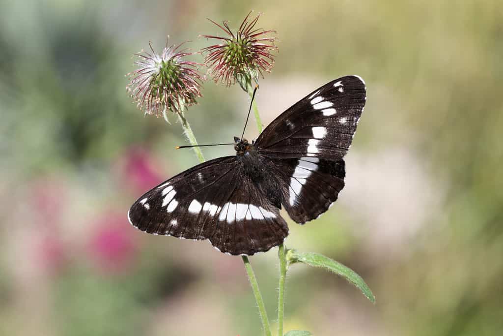 Black And White Butterfly 20 Types And Pictures A Z Animals Black And White Butterfly 20 Types And Pictures A Z Animals