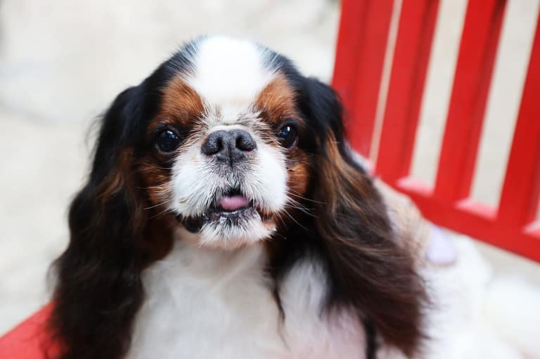 The 300+ Best French Dog Names and Their Meanings - A-Z Animals