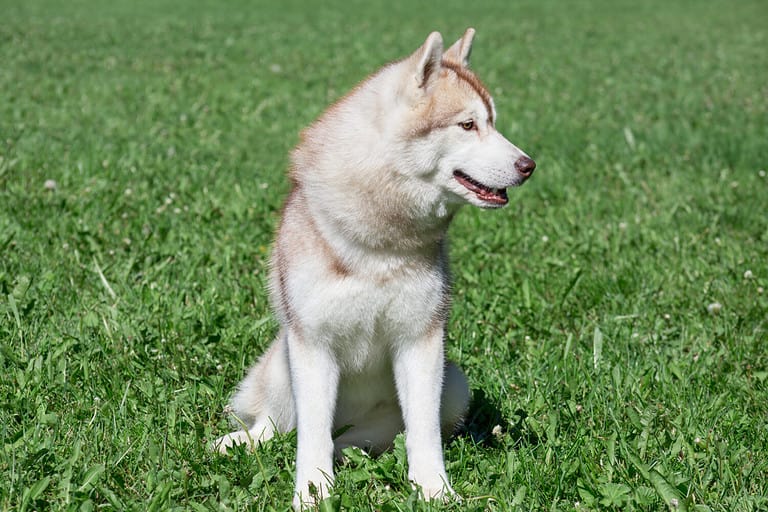 See 13 Rare and Unique Husky Colors - A-Z Animals