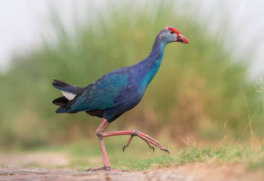 Discover 12 Purple Birds (With Pictures and Facts About Each) - A-Z Animals