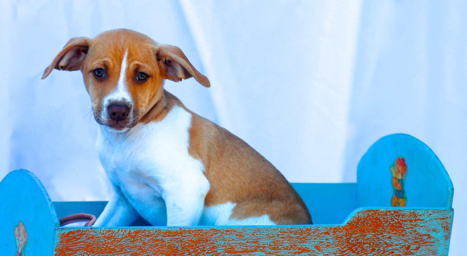 10 Cutest Types Of Feist Dogs - A-Z Animals