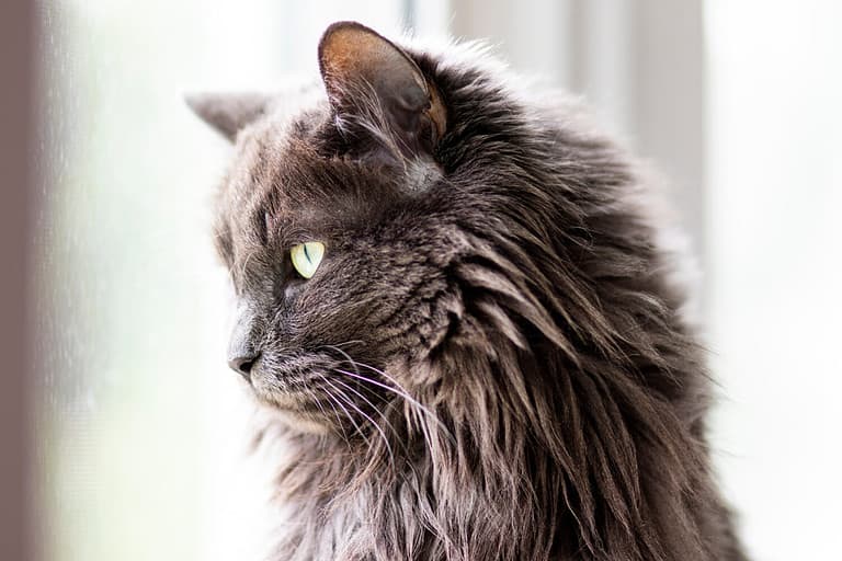 These Are the 15 Quietest Cat Breeds - A-Z Animals