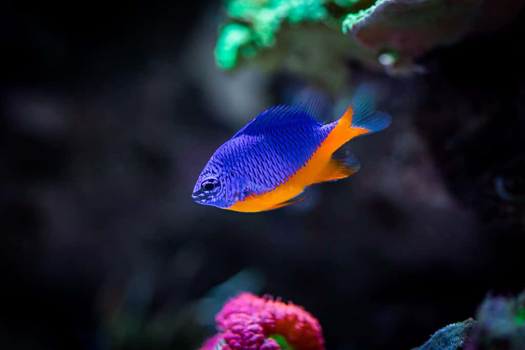Damselfish Fish Facts - A-Z Animals