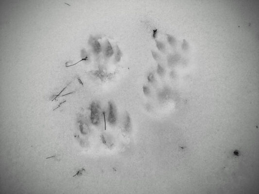 Backyard Animal Tracks Identification: A Complete Guide for 2024 - A-Z ...