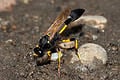4 Types Of Wasps Nests And Their Unique Features - A-Z Animals