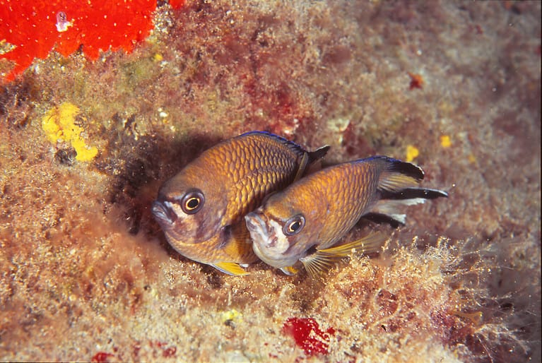Damselfish Fish Facts - A-Z Animals