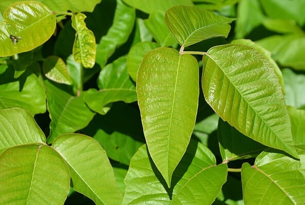 Beware: These 10 Plants in Washington State Can Harm You - A-Z Animals