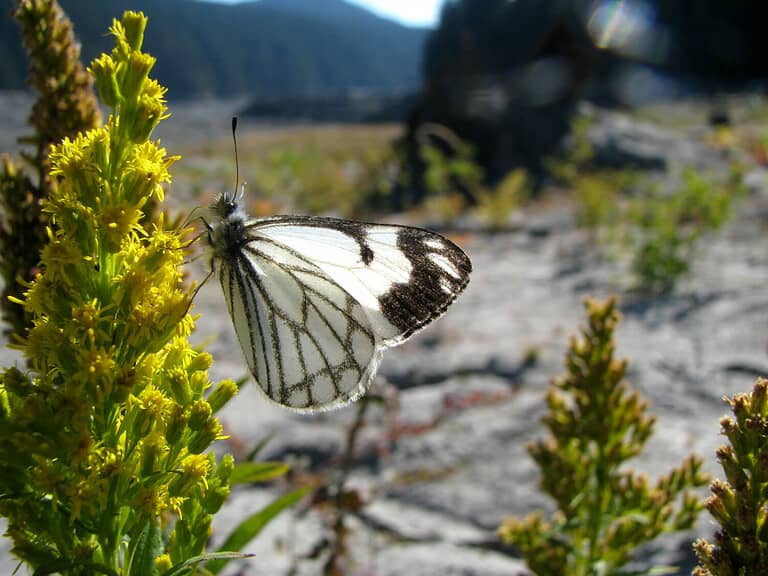 Black and White Butterfly: 20 Types and Pictures! - A-Z Animals