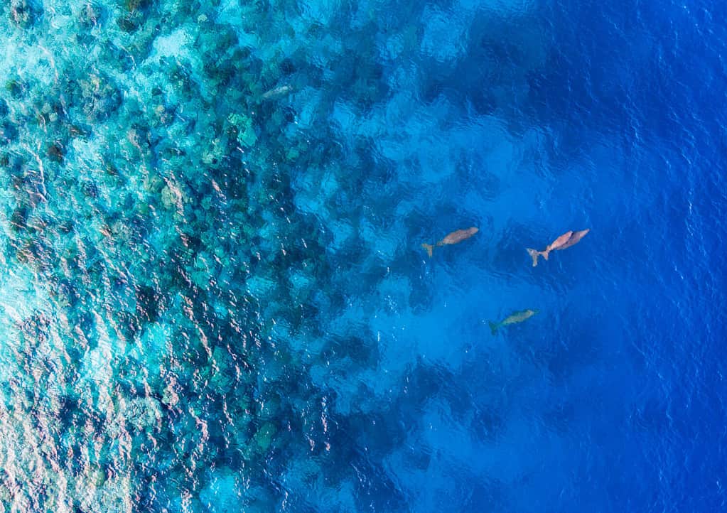 10 Notable Facts About Dugongs - A-Z Animals
