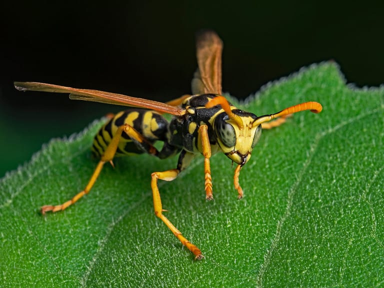 Yellow and Black Wasp: What Could It Be? - A-Z Animals