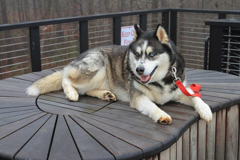 See 13 Rare and Unique Husky Colors - A-Z Animals