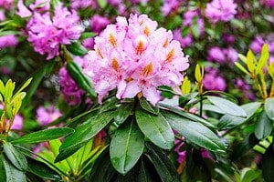 Discover the Official State Flower of Washington State (When It Blooms ...