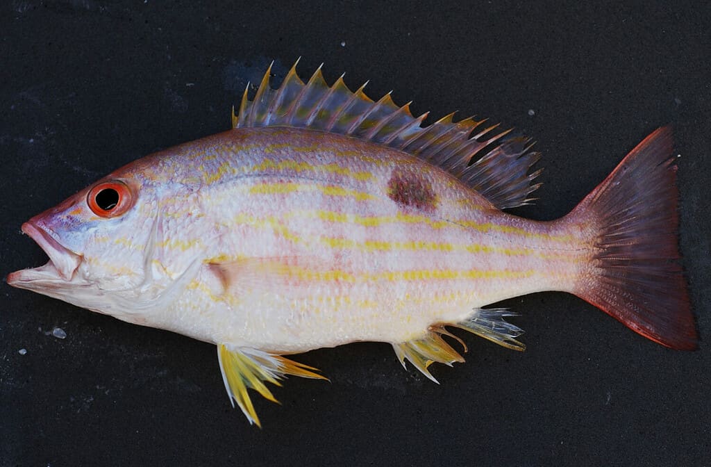 13 Different Types of Snapper Fish Ranked by Size - A-Z Animals