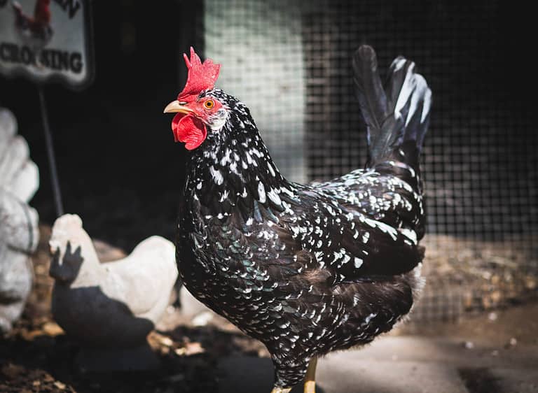 21 Chicken Breeds That Lay White Eggs - A-Z Animals