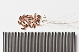 Can Dogs Get Lice? - A-Z Animals