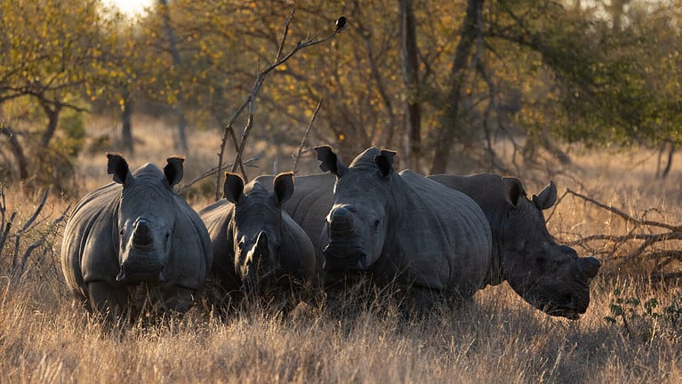 What Is a Group of Rhinos Called? - A-Z Animals