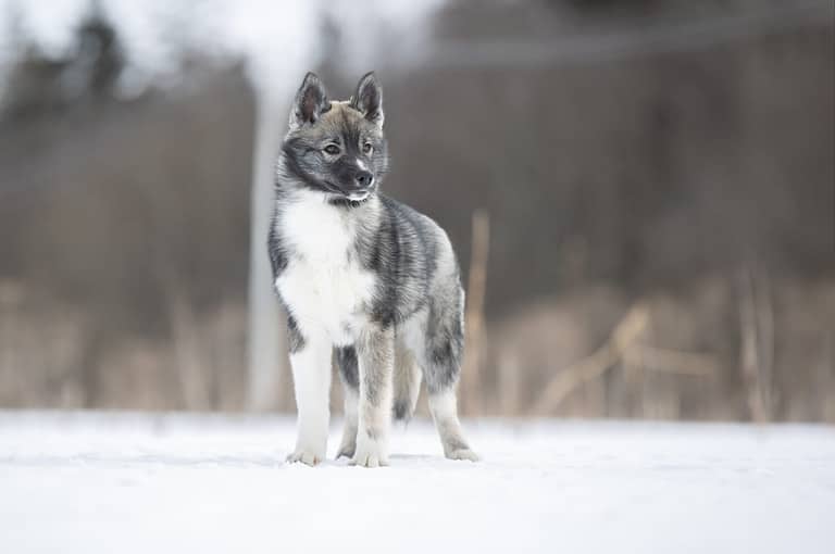 The 230+ Best Alaskan Dog Names and Their Meanings - A-Z Animals