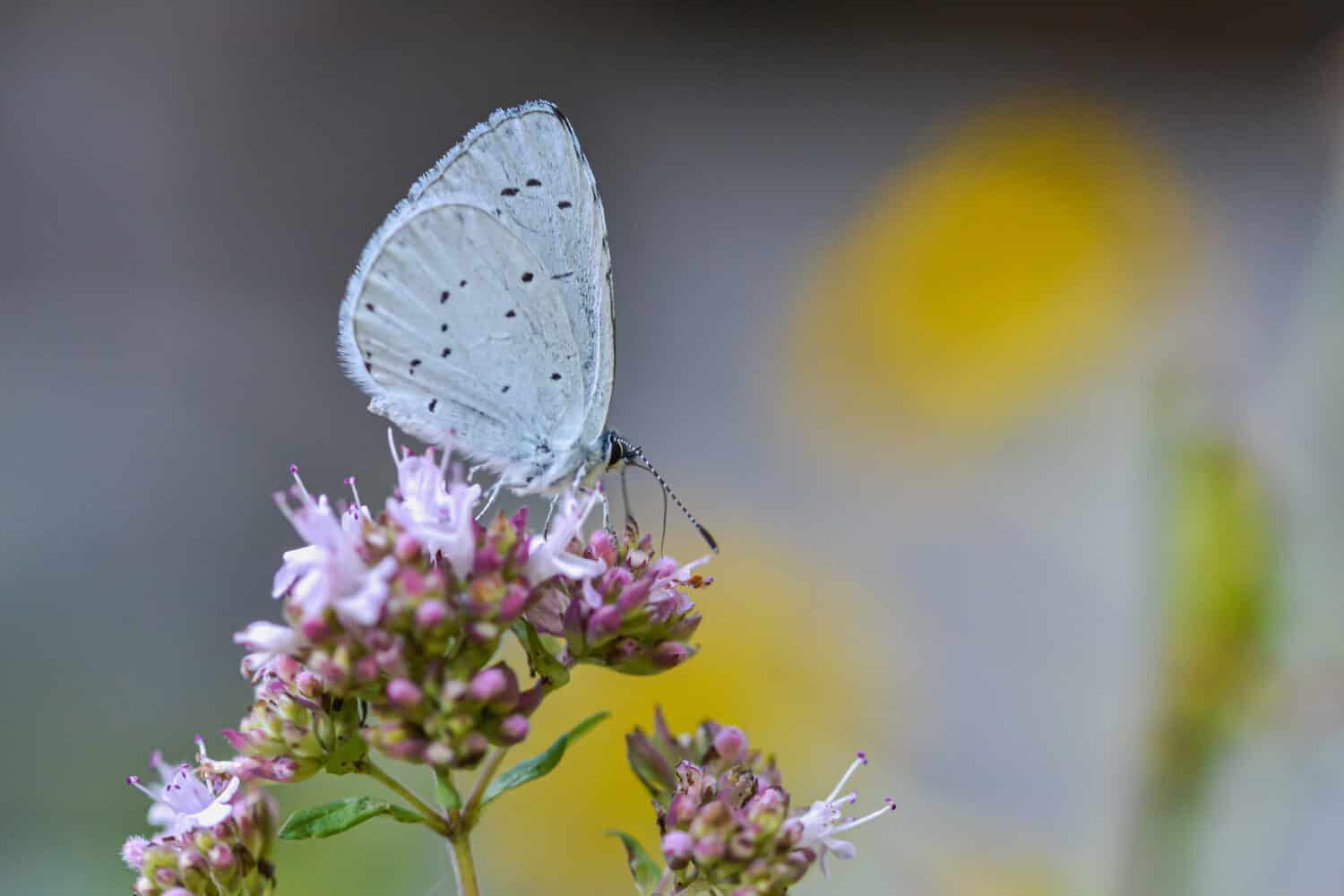 Discover 10 Stunning Butterflies That Live in Ohio - A-Z Animals